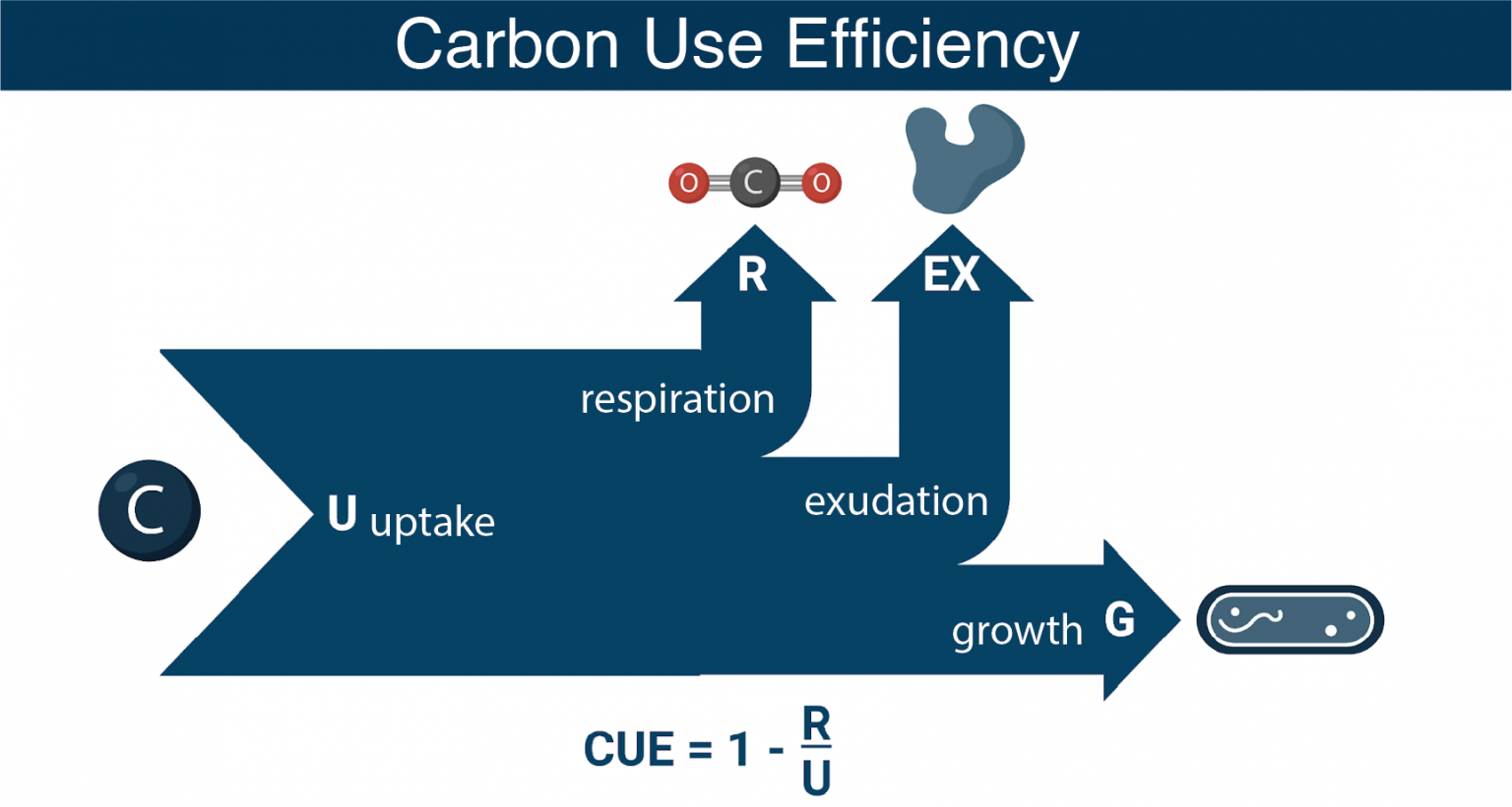 Bacterial Carbon Use Efficiency – C-CoMP
